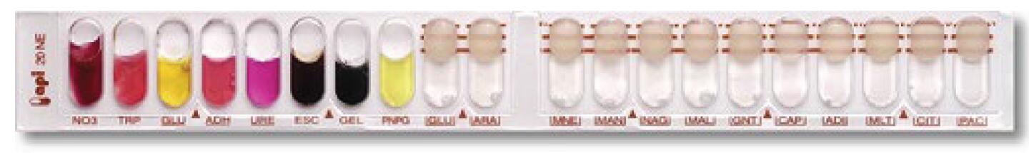 Biomerieux梅里埃 API细菌鉴定板条和配套试剂 手动微生物鉴定系统